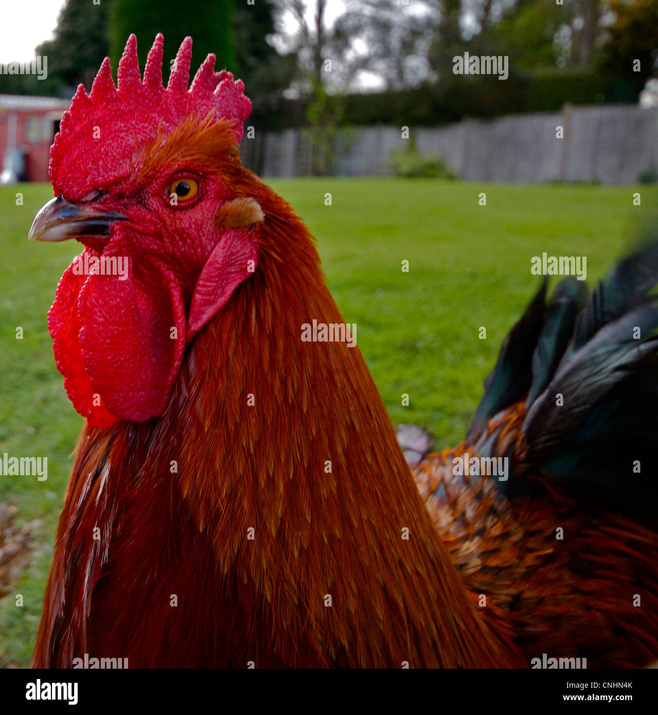 Chipstead High Resolution Stock Photography and Images - Alamy