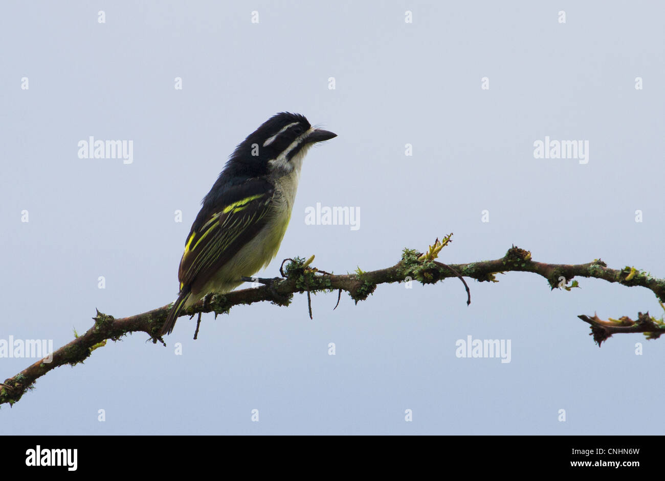 Pogoniulus bilineatus hi-res stock photography and images - Alamy