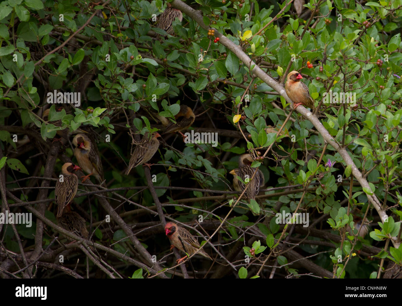 Red-billed Quelea (Quelea quelea) in a bush in Lake Mburo National Park ...