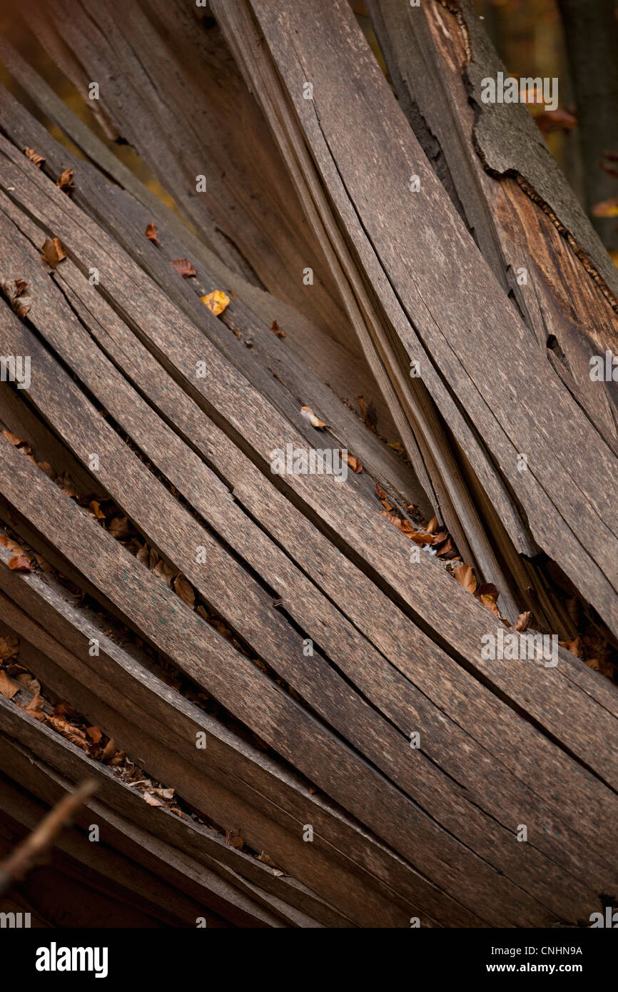 Detail of a fallen tree Stock Photo - Alamy