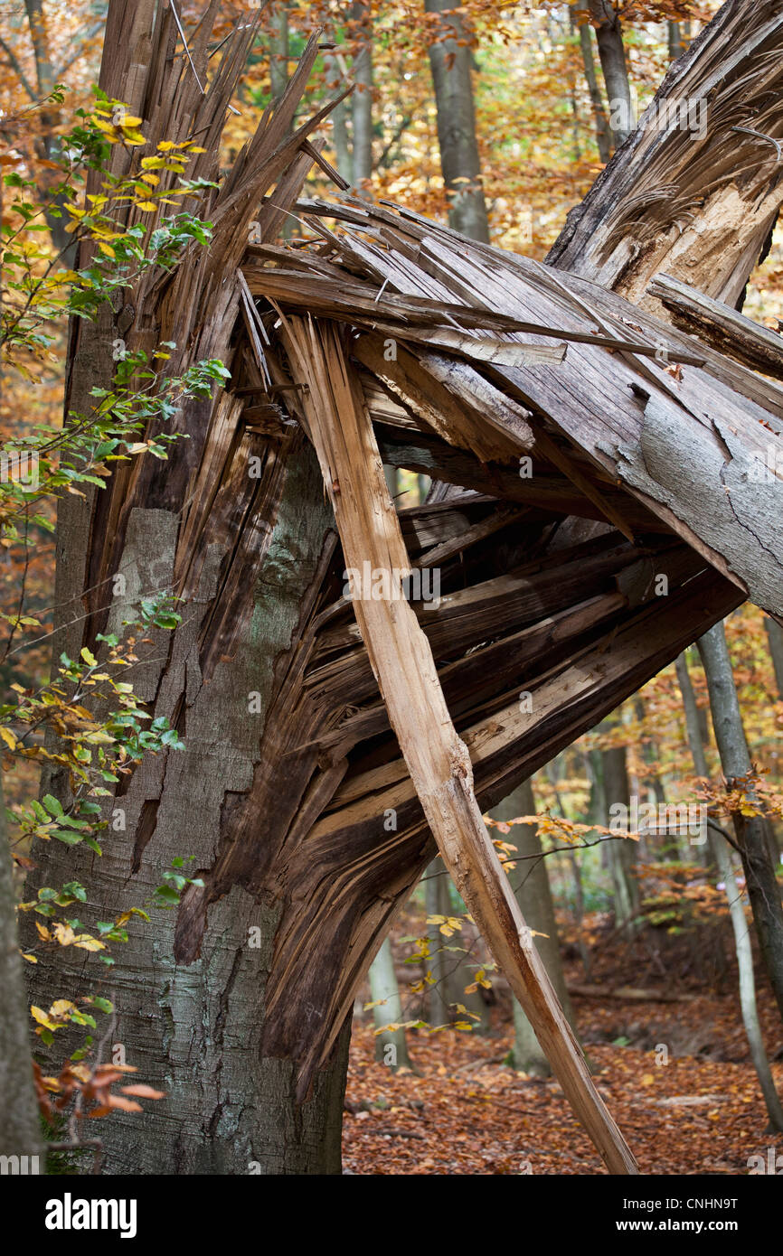 Fallen tree detail hi-res stock photography and images - Alamy