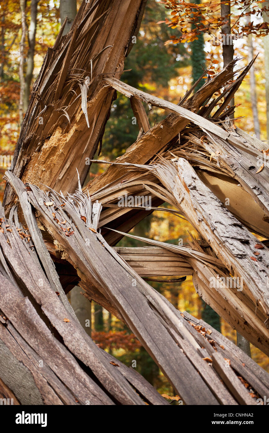 Fallen tree detail hi-res stock photography and images - Alamy