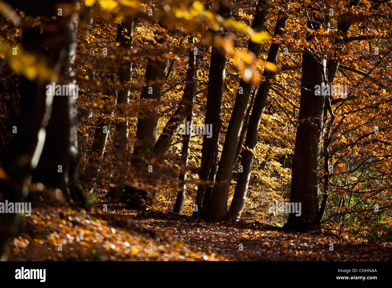 Shadow in a forest hi-res stock photography and images - Alamy