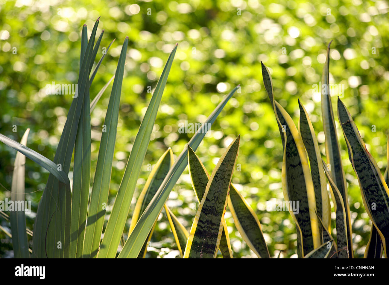 Green foliage, Burma Stock Photo - Alamy