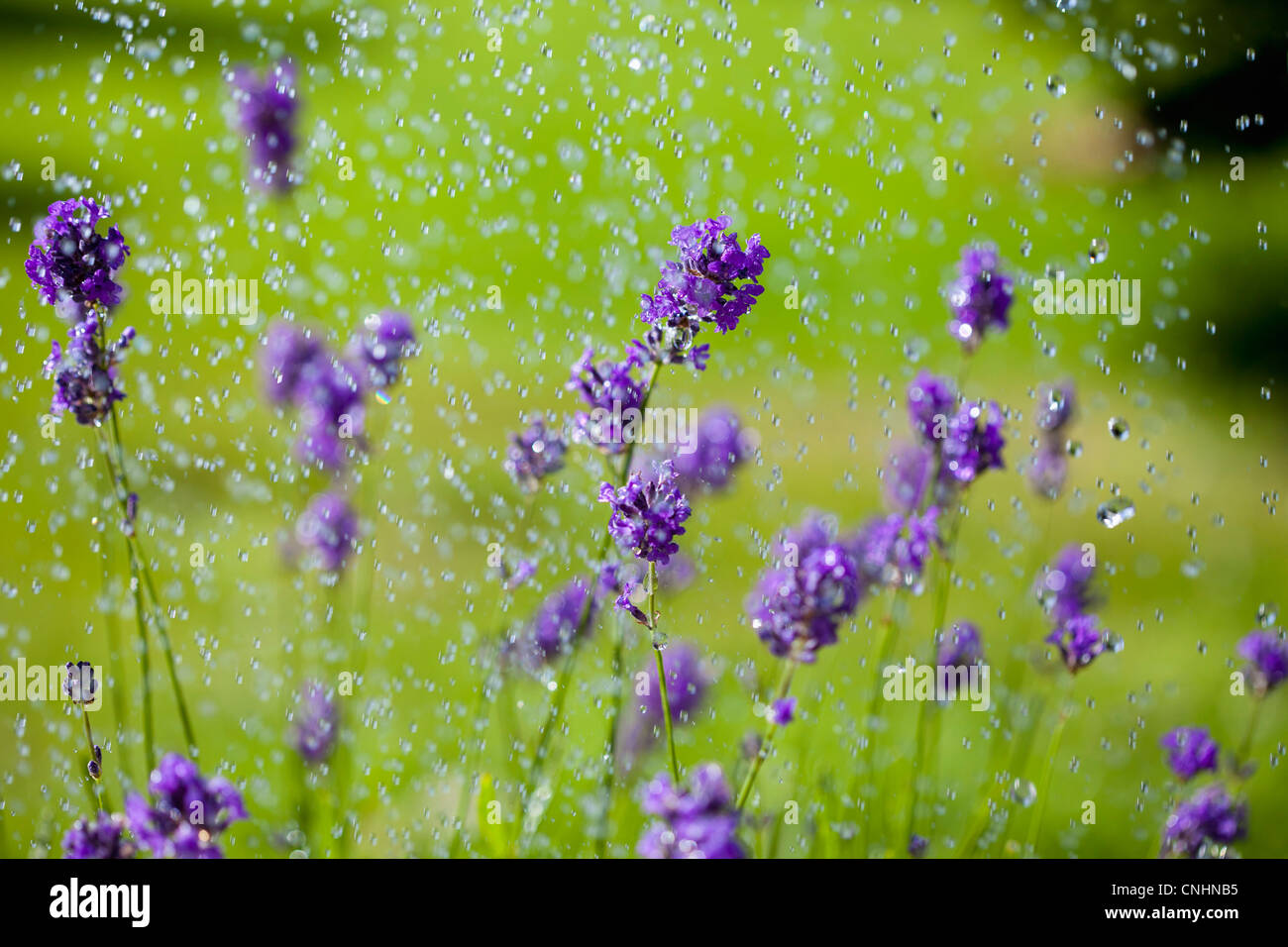 Rain Falling On Flowers