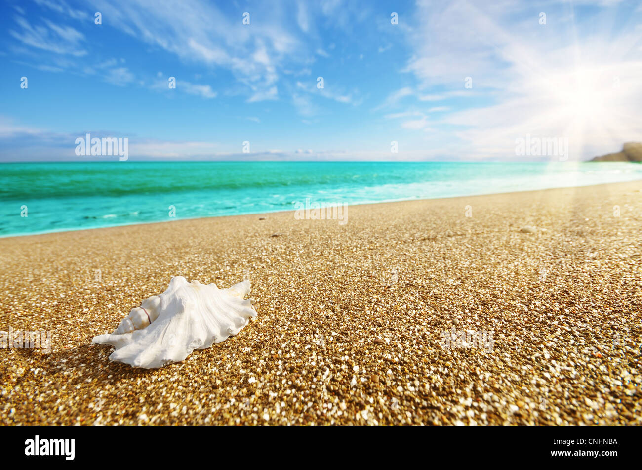 Shell on beach hi-res stock photography and images - Alamy