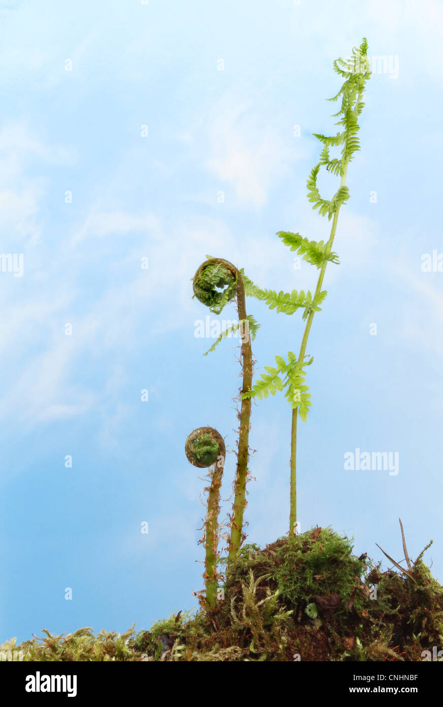 Fresh young fern fronds growing from moss covered soil against blue sky ...