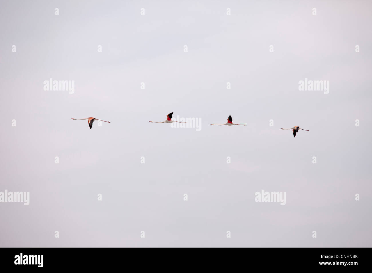 Greater flamingo distant hi-res stock photography and images - Alamy