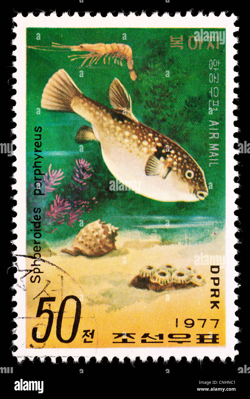 Postage stamp from North Korea depicting a puffer fish (Sphoeroides ...
