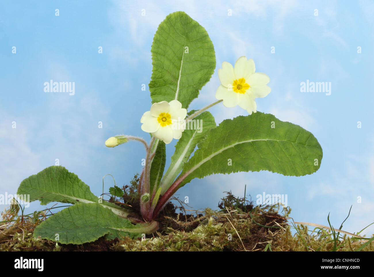 Blue Primrose You And Me