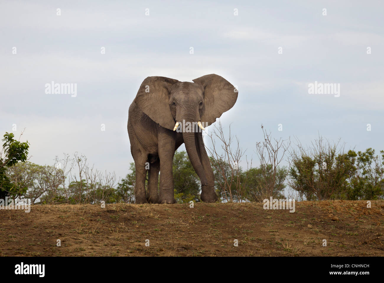 Low angle view african elephant hi-res stock photography and images - Alamy