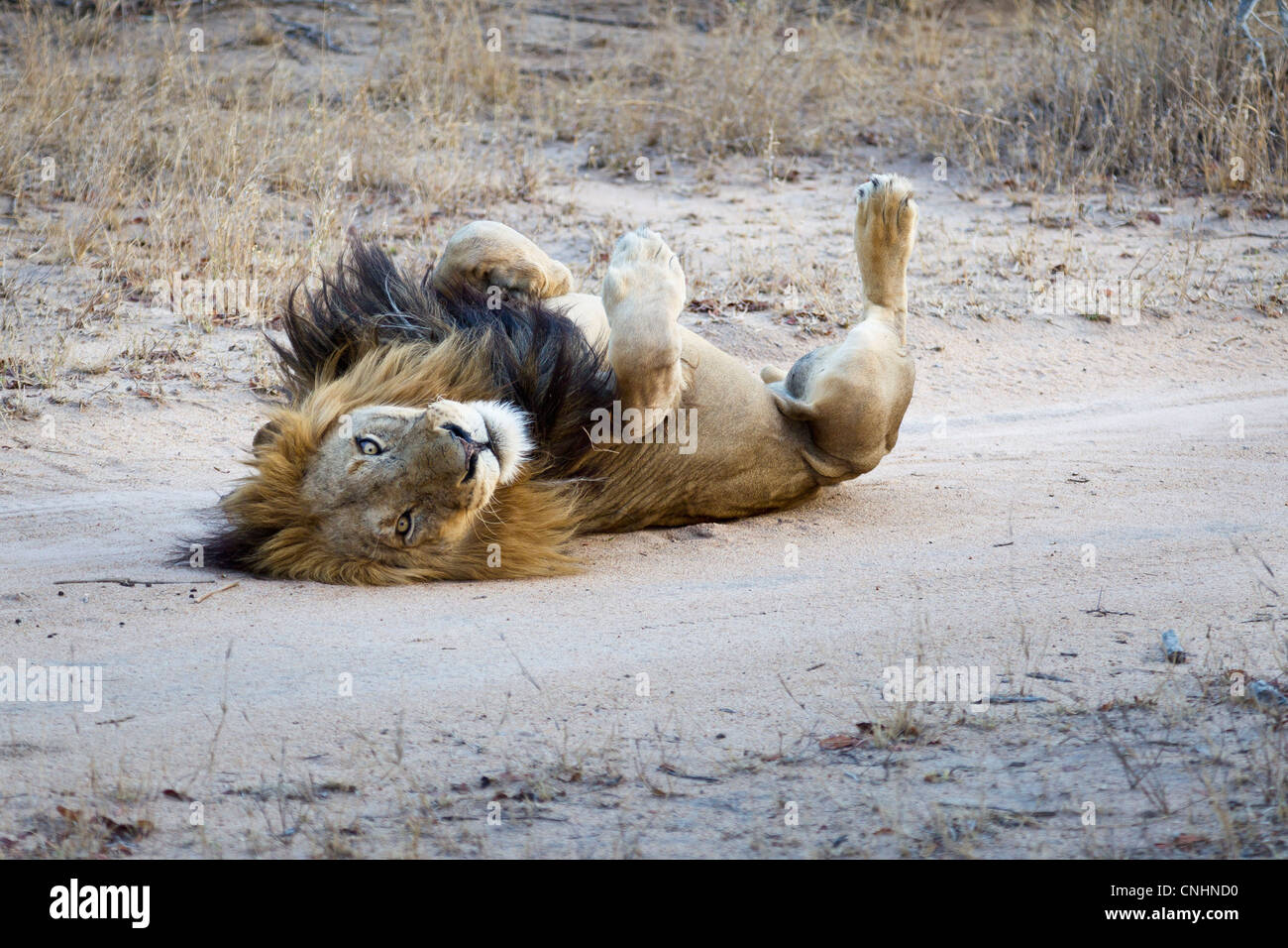 A playful male lion lying on his back Stock Photo - Alamy