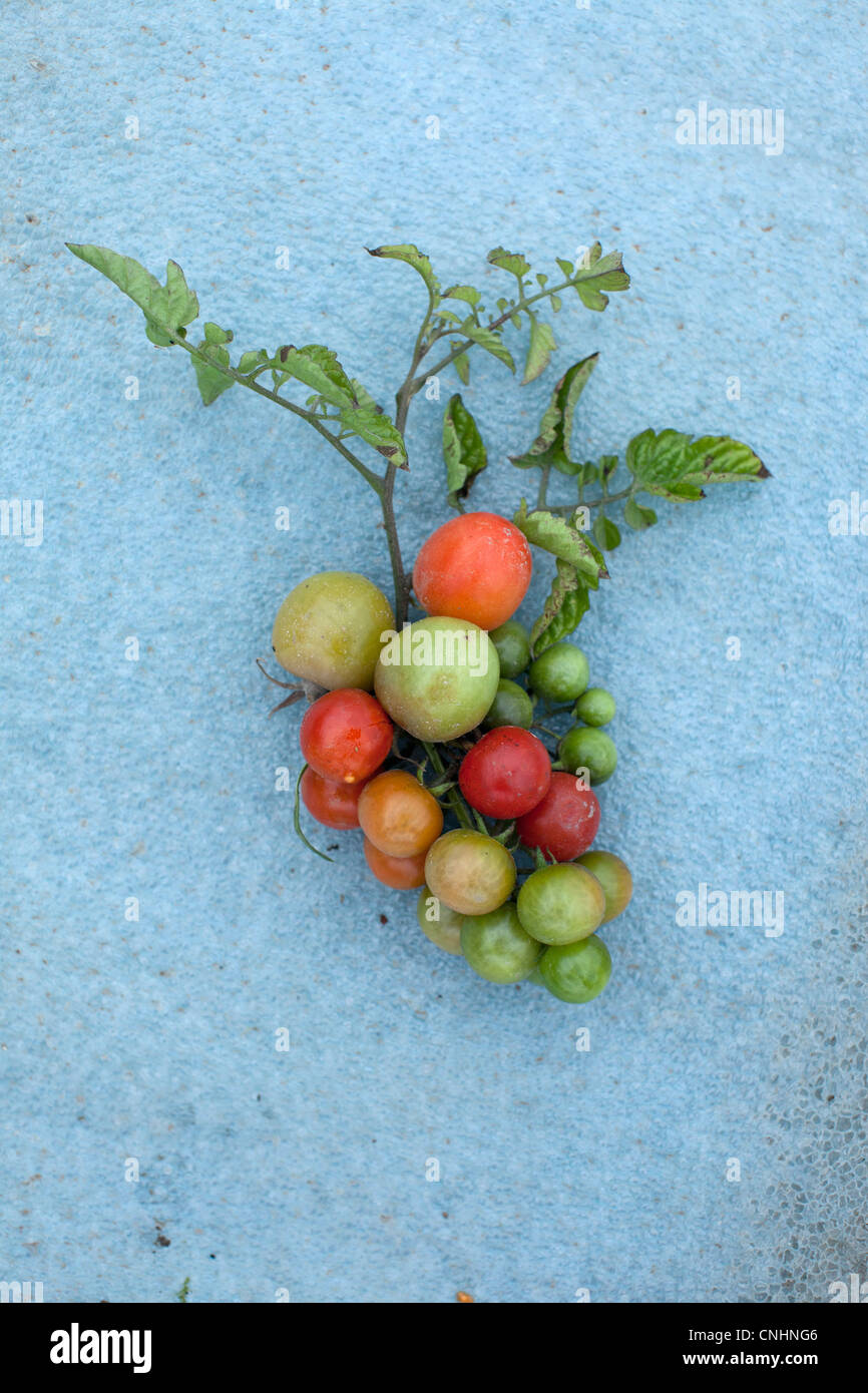 Vine on stem hi-res stock photography and images - Alamy