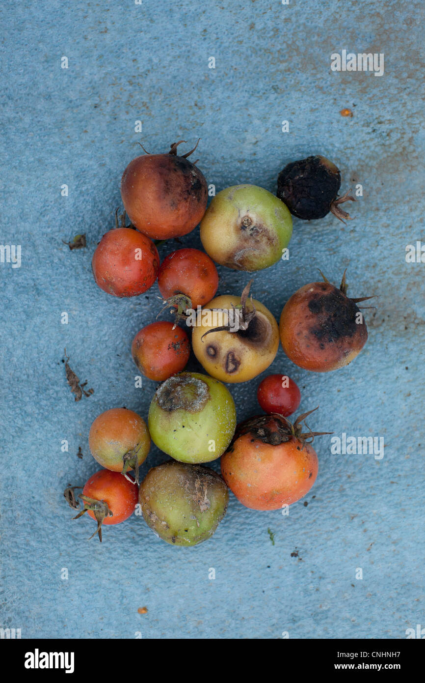Rotten fruit hi-res stock photography and images - Alamy