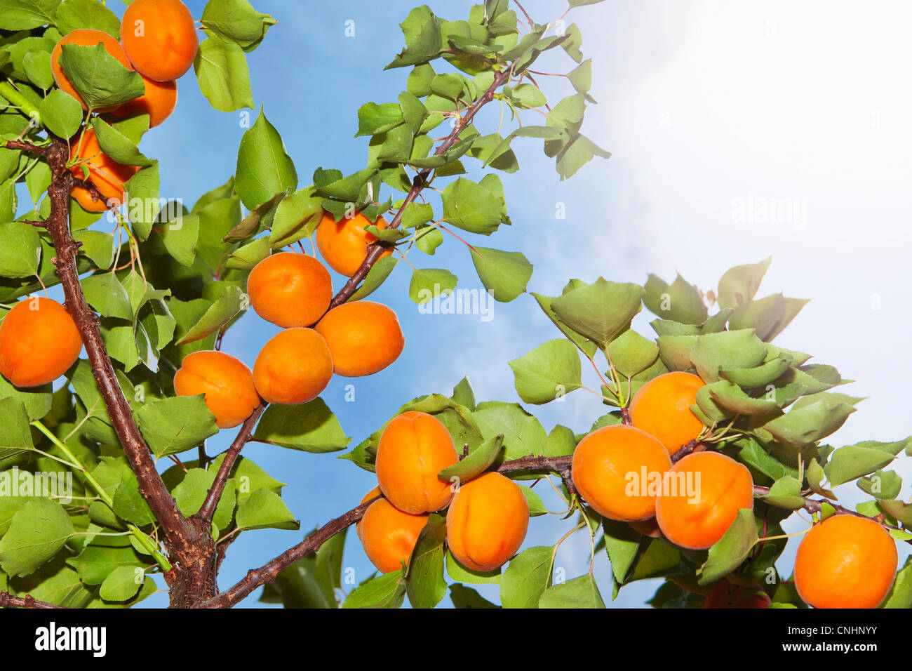 Apricot tree hi-res stock photography and images - Alamy