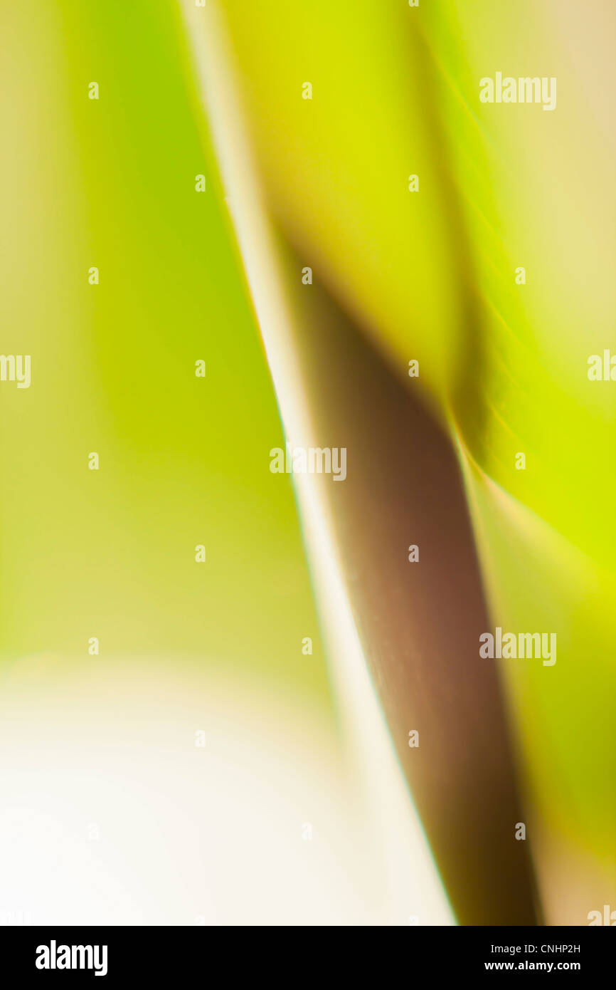 Abstract colored forms and light Stock Photo - Alamy