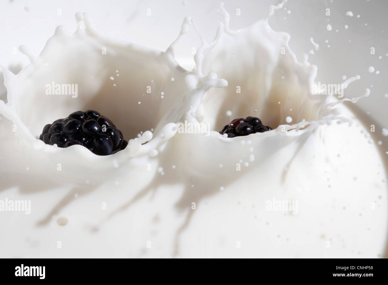 Blackberries falling into milk Stock Photo - Alamy
