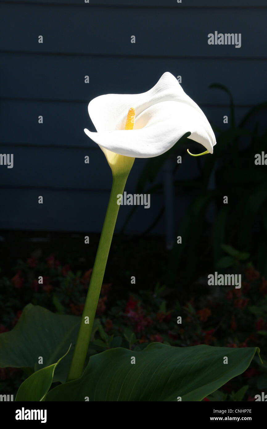 Cala lily in full bloom Stock Photo - Alamy