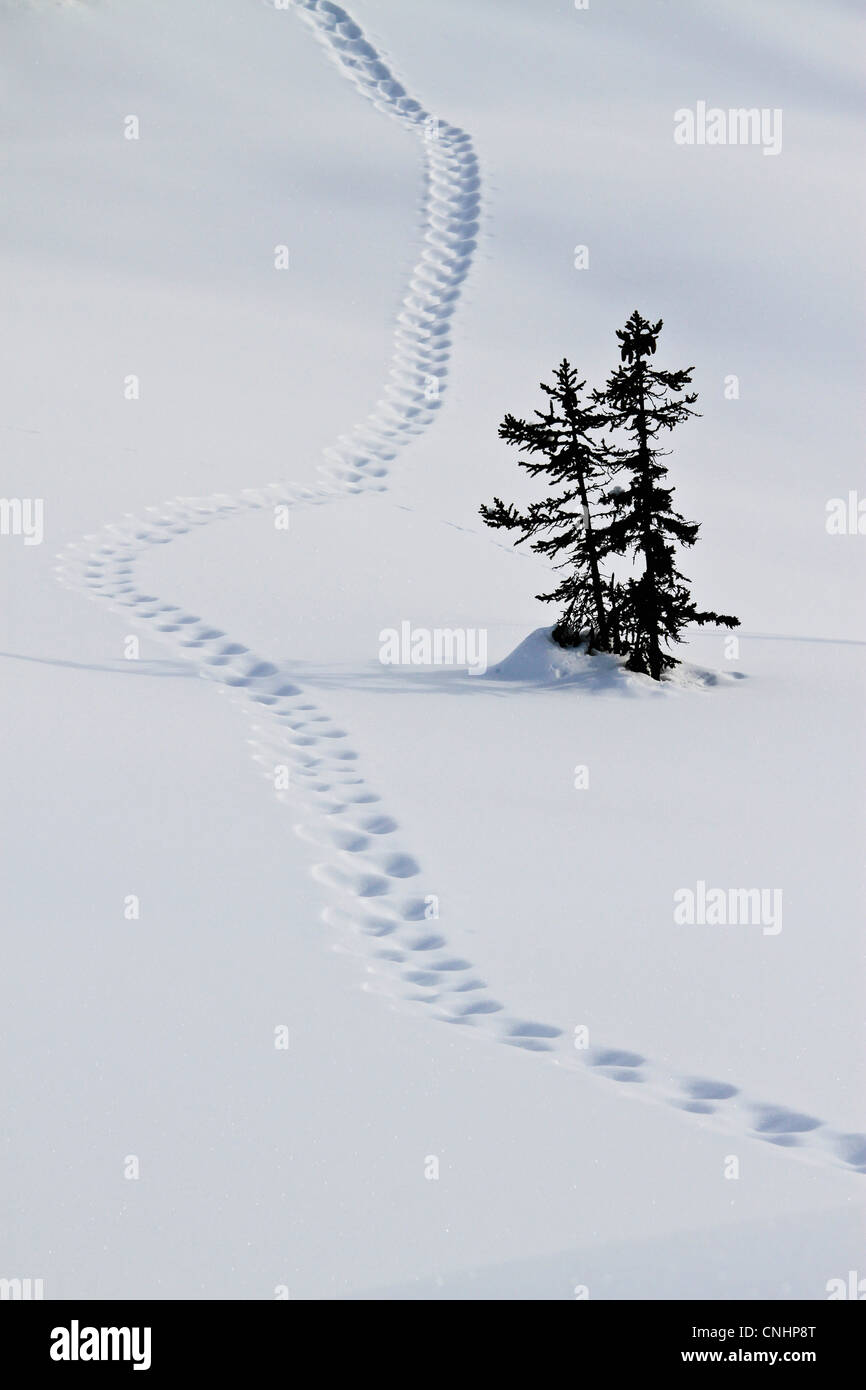 Footstep trail on snow Stock Photo - Alamy