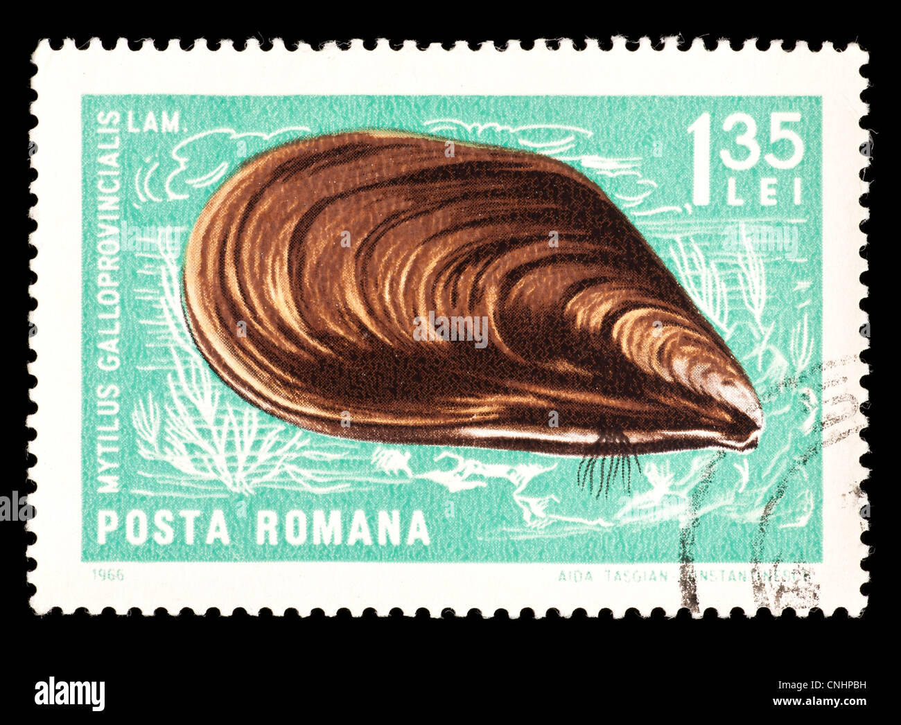 Postage stamp from Romania depicting Mediterranean mussel seashell ...