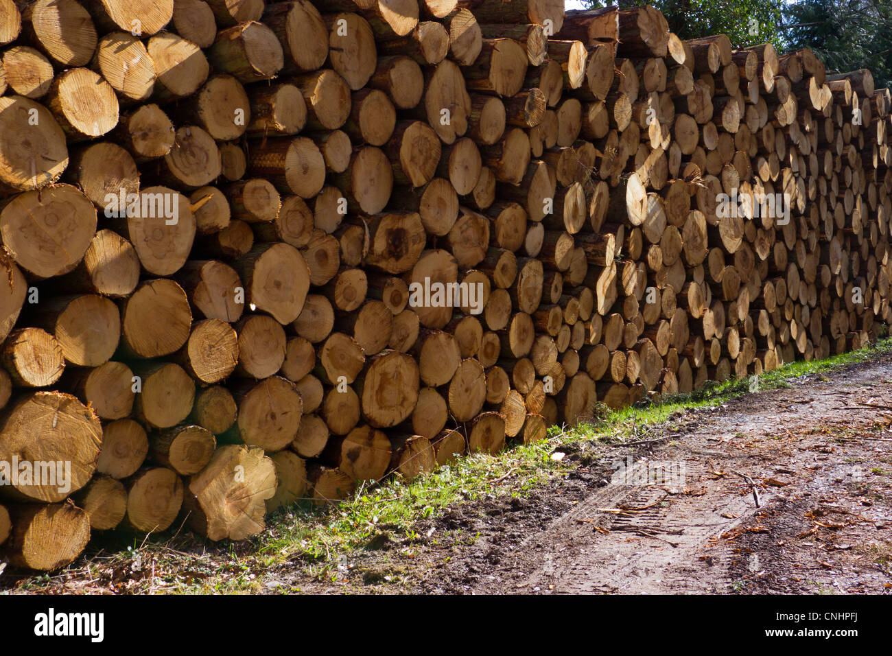 Sawn timber softwood hi-res stock photography and images - Alamy