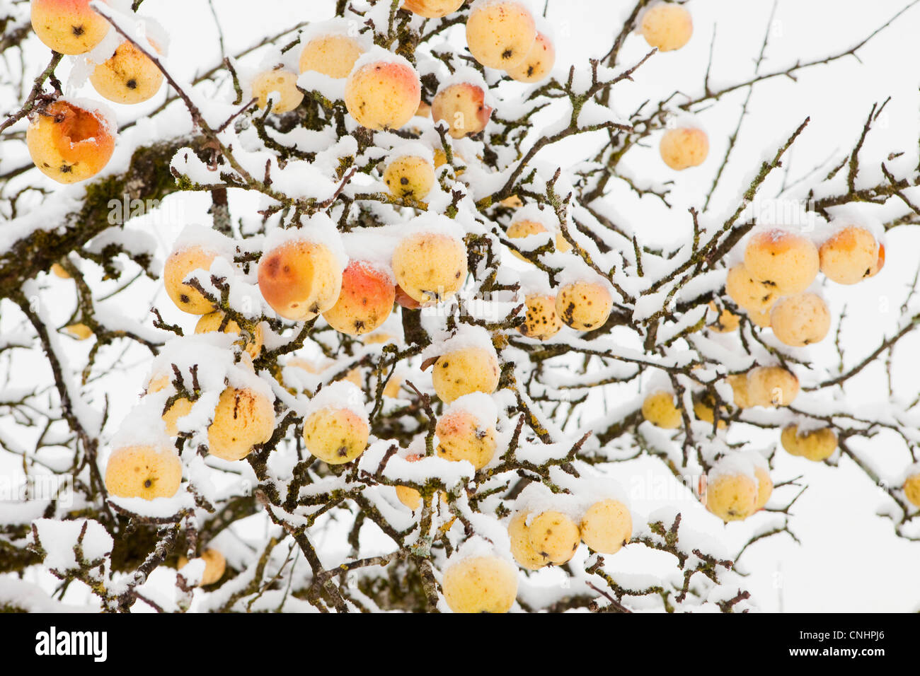 Leafless apple tree hi-res stock photography and images - Alamy