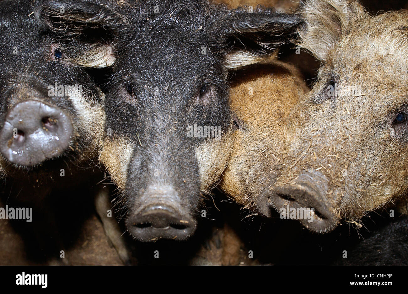Pigs in a row Stock Photo - Alamy