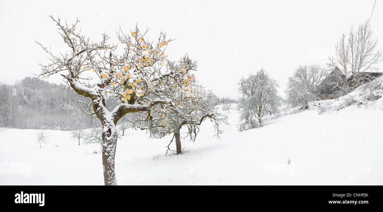 Apple Trees In Winter Winter Apple Trees Hi Res Stock Photography And