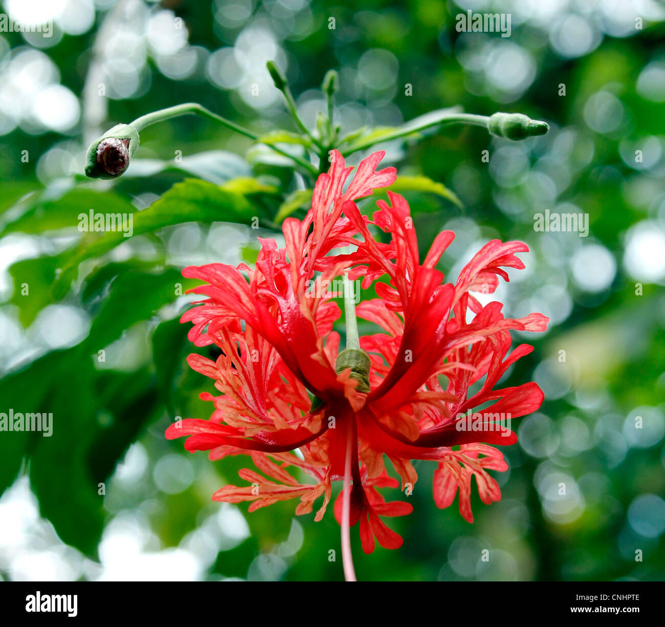 HIbiscus flower with pollen Stock Photo - Alamy