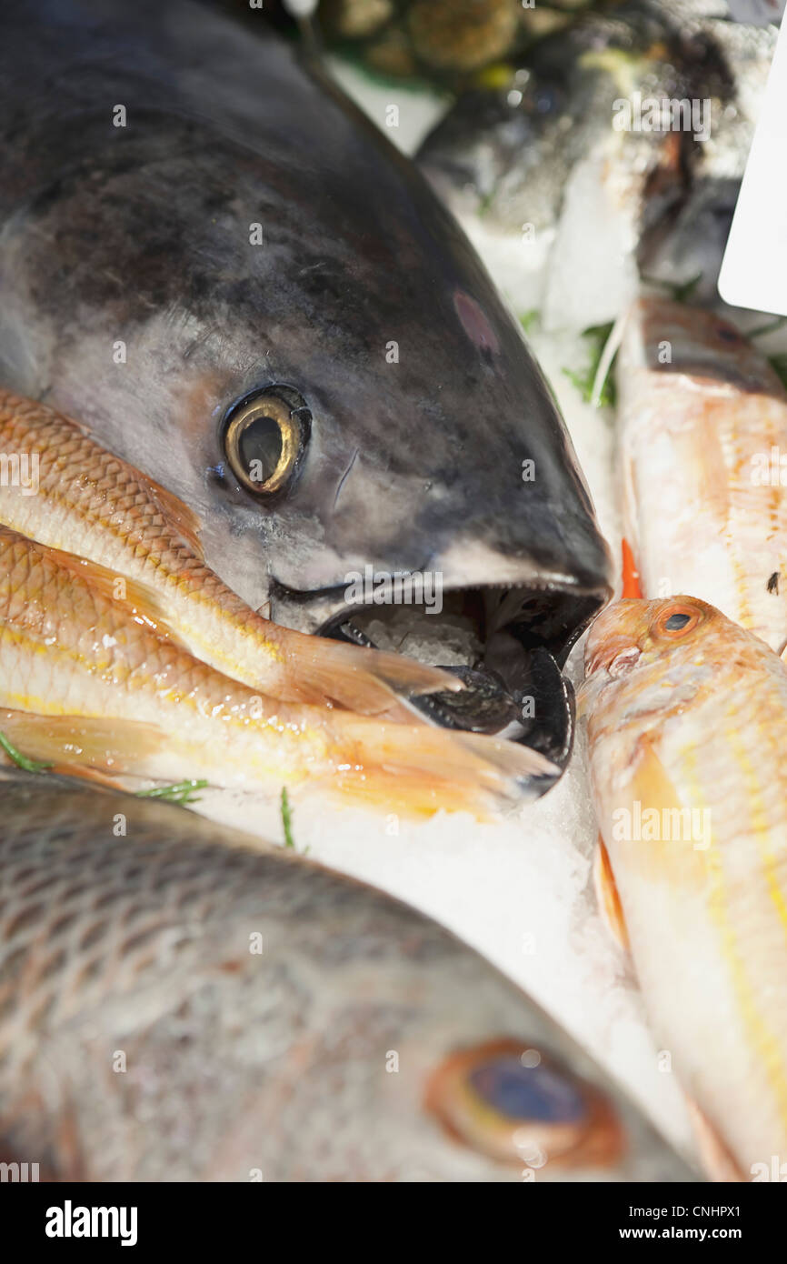 Dead fish on crushed ice, close-up Stock Photo - Alamy