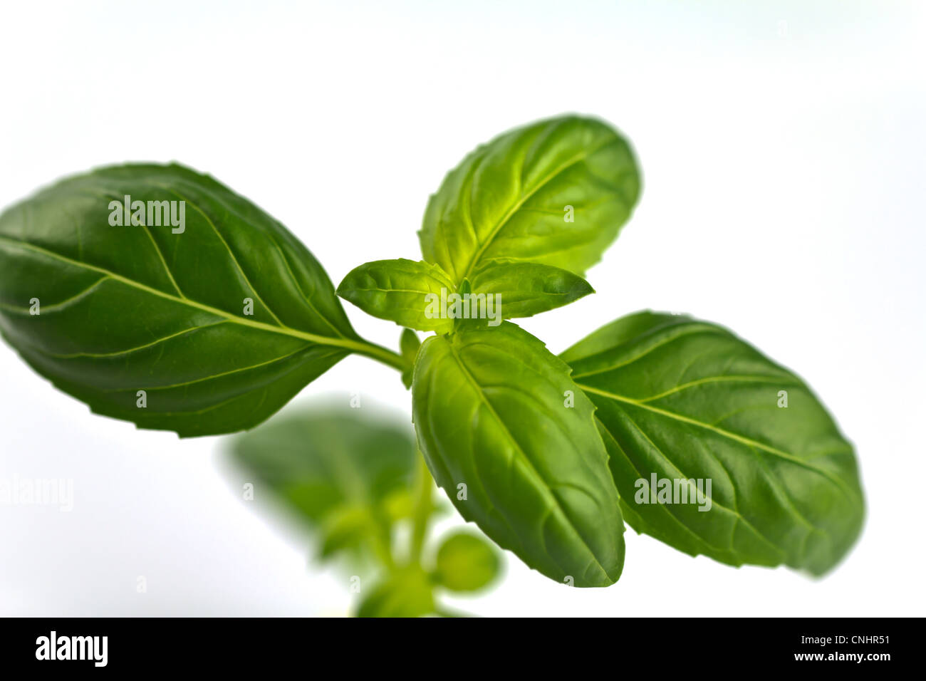 Sprig of basil leaves hi-res stock photography and images - Alamy
