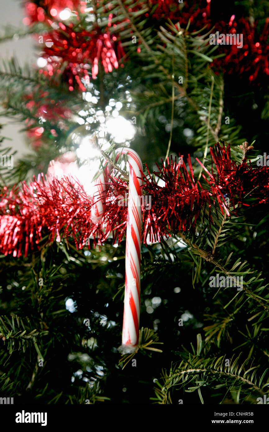 A candy cane hanging from a Christmas tree Stock Photo - Alamy
