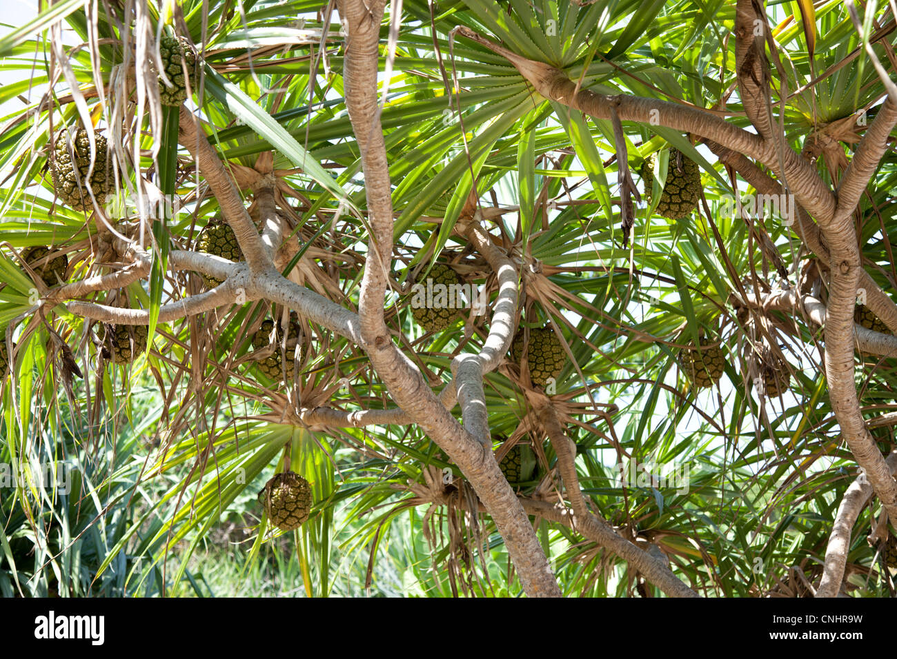 Tectorius dioecious hi-res stock photography and images - Alamy