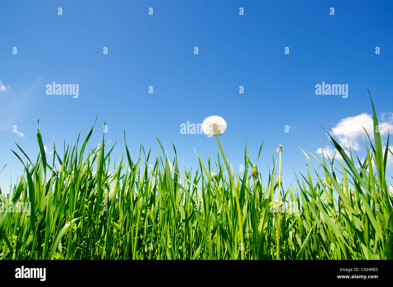 old dandelion in green grass field and blue sky Stock Photo - Alamy