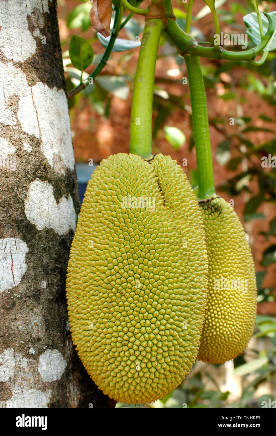 Two young jackfruits Stock Photo - Alamy