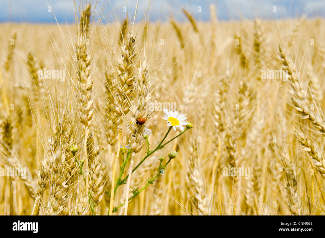 ears of wheat with flowers Stock Photo - Alamy