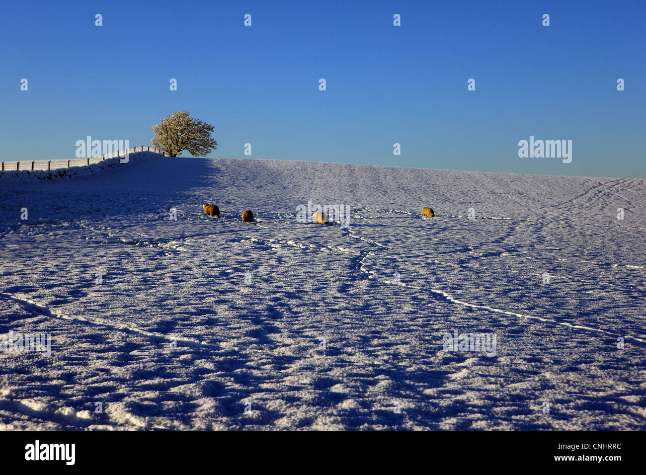 Winter scene of sheep in a snow covered field Stock Photo - Alamy
