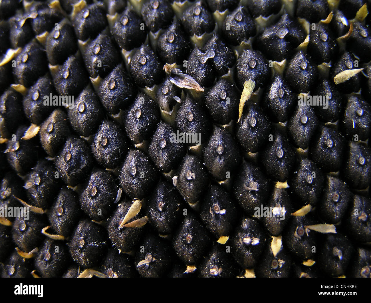 sunflower, Helianthus annuus, seeds (CTK Photo/Libor Sojka Stock Photo ...