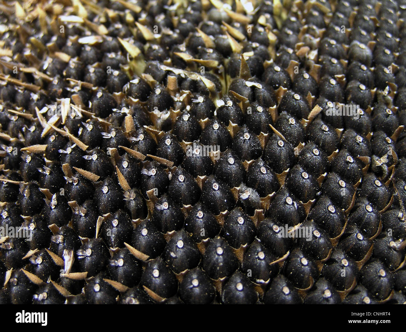 sunflower, Helianthus annuus, seeds (CTK Photo/Libor Sojka Stock Photo ...