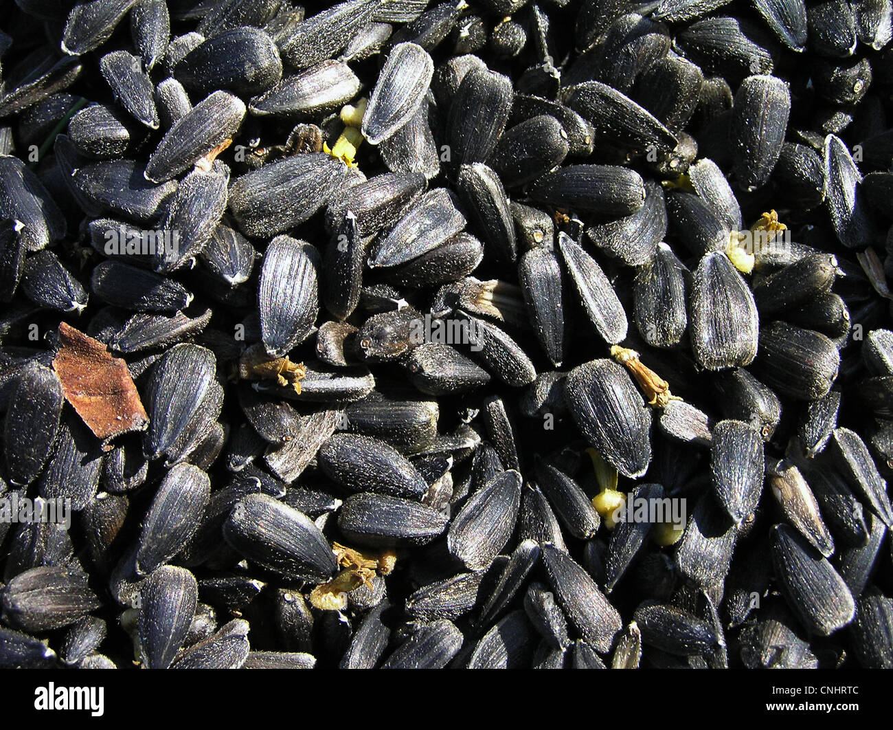 sunflower, Helianthus annuus, seeds (CTK Photo/Libor Sojka Stock Photo ...