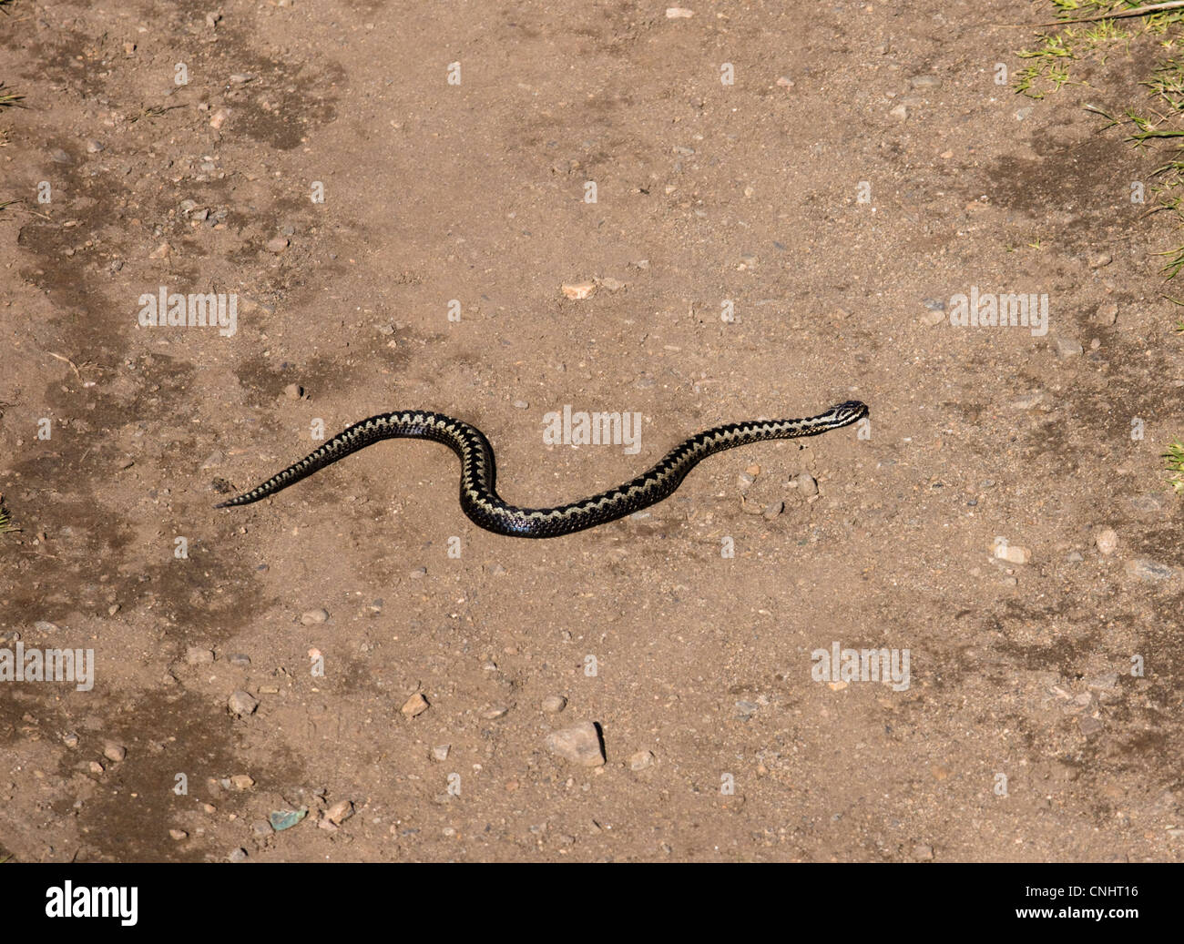 Common adder hi-res stock photography and images - Alamy