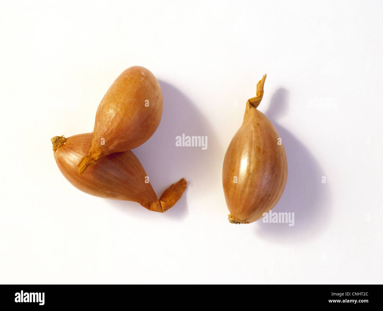 Cut out: Shallot Stock Photo - Alamy
