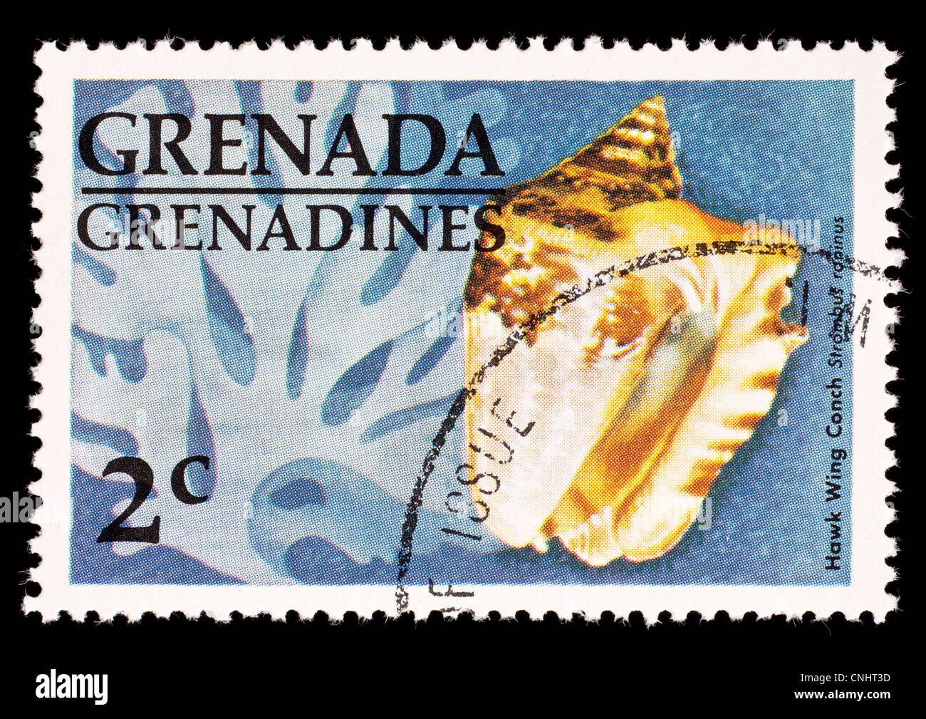 Hawk wing conch hi-res stock photography and images - Alamy