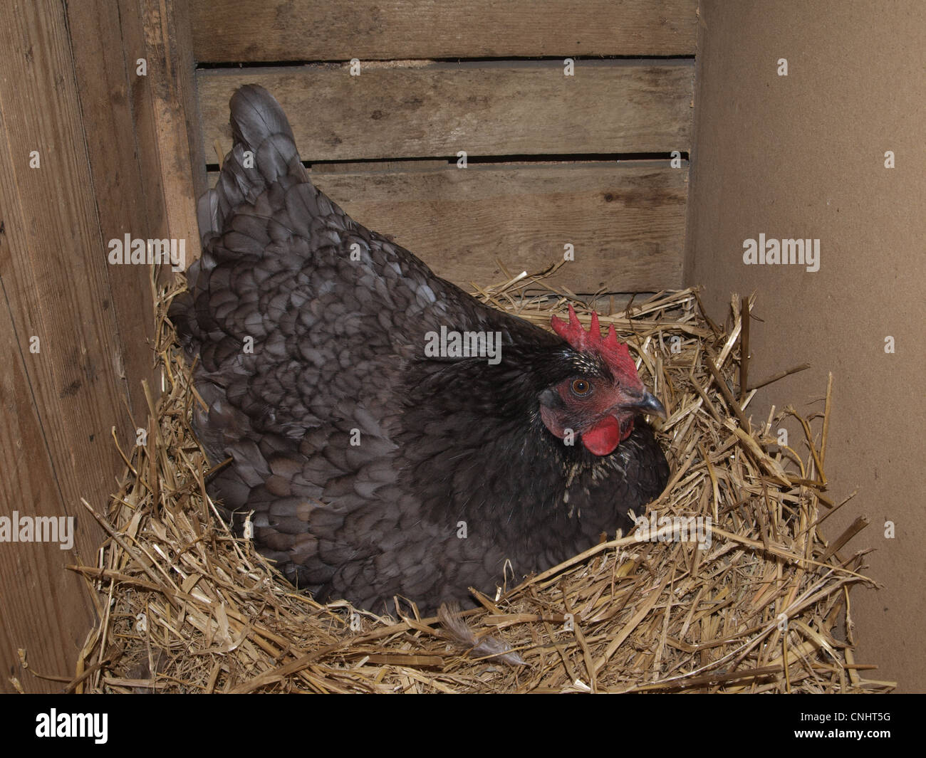 Bluebell chicken sitting on nest Stock Photo - Alamy