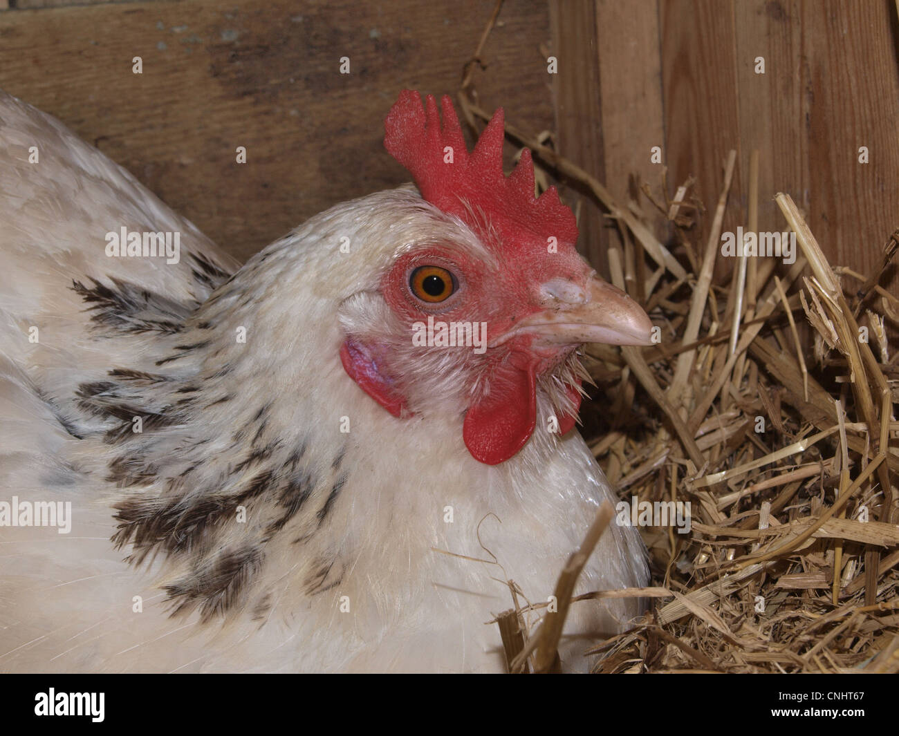 Broody hen on nest hi-res stock photography and images - Alamy