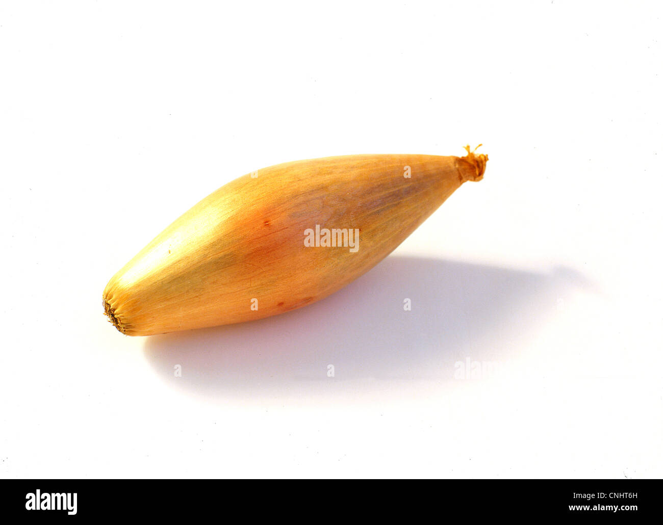 Cut out: Shallot Stock Photo - Alamy