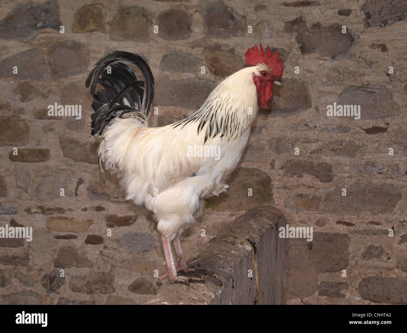 White cockerel hi-res stock photography and images - Alamy