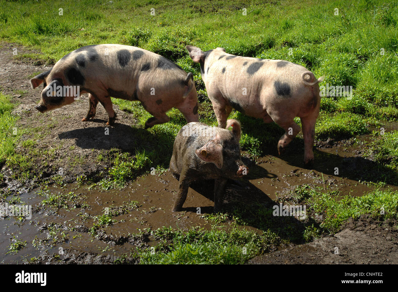 Oxford sandy and black pig hi-res stock photography and images - Alamy