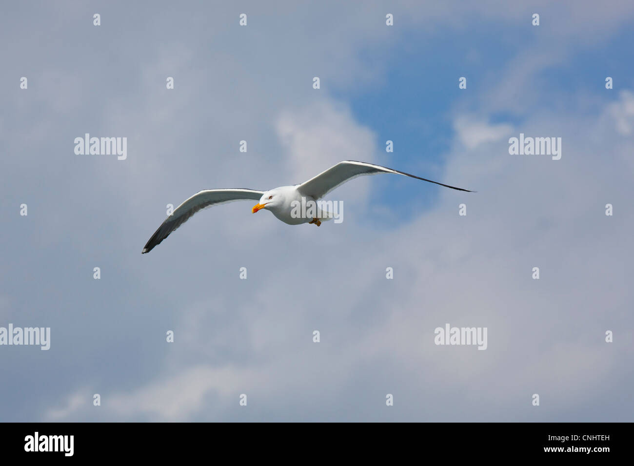 Scotland seagull hi-res stock photography and images - Alamy