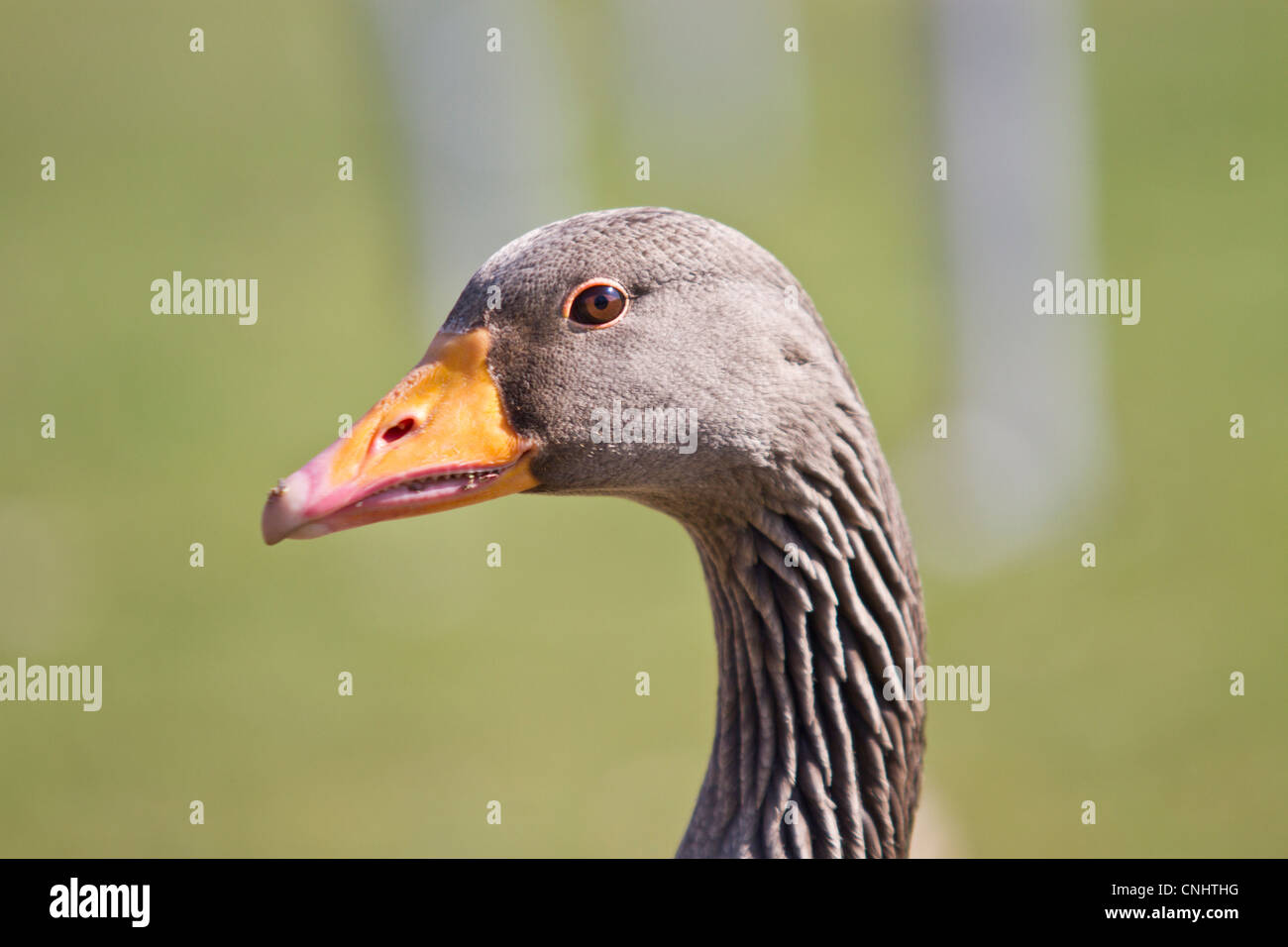 Head and neck of a Greylag goose Stock Photo - Alamy